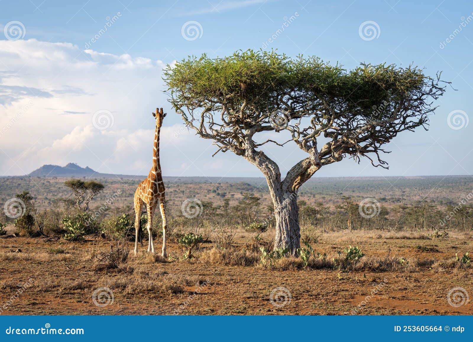 Reticulated Giraffe Stands Watching Camera by Tree Stock Photo - Image ...