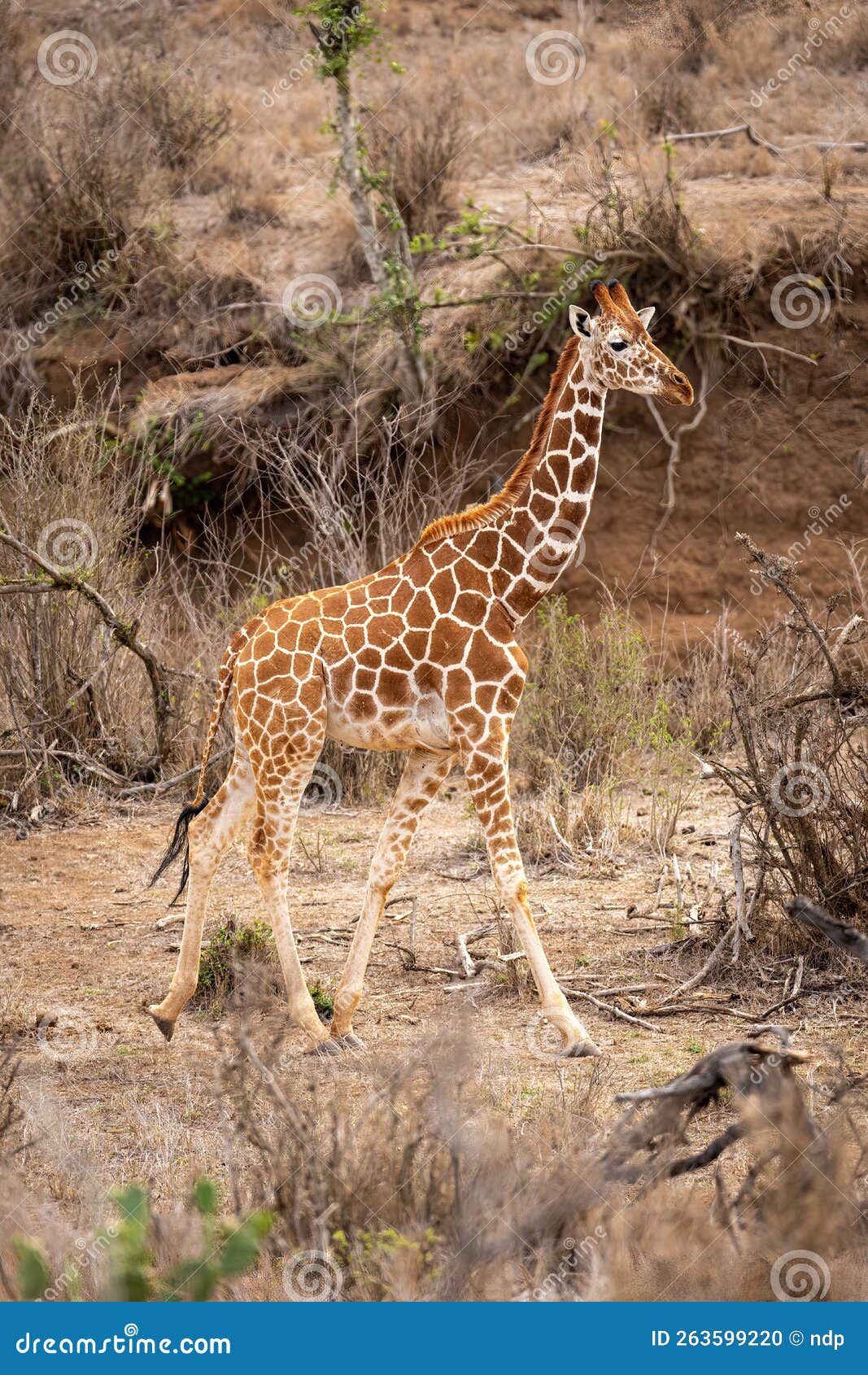 Reticulated Giraffe Walks Along Dry Shallow Gully Stock Photo - Image ...