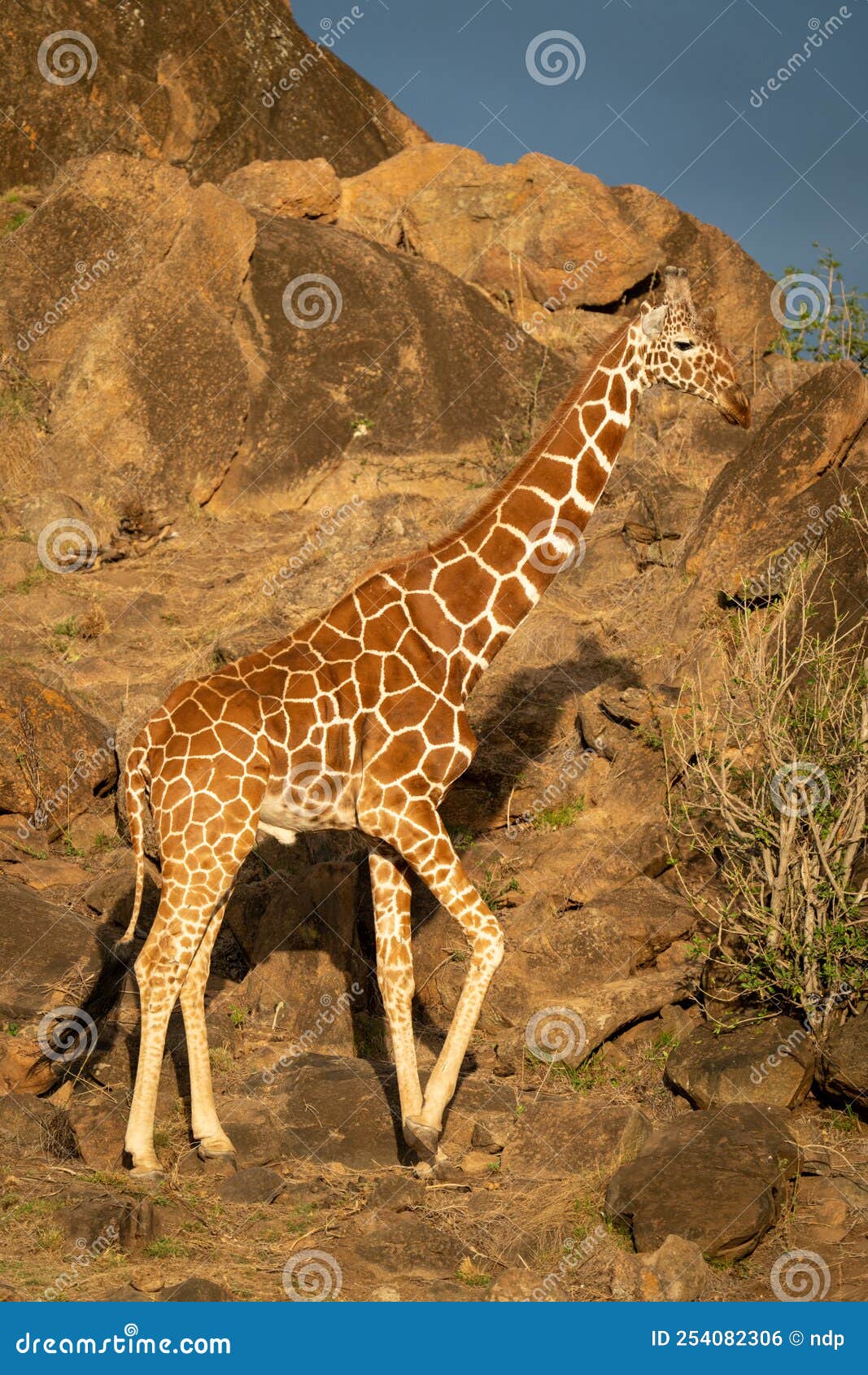 Reticulated Giraffe Walks Past Bush on Rock Stock Photo - Image of ...
