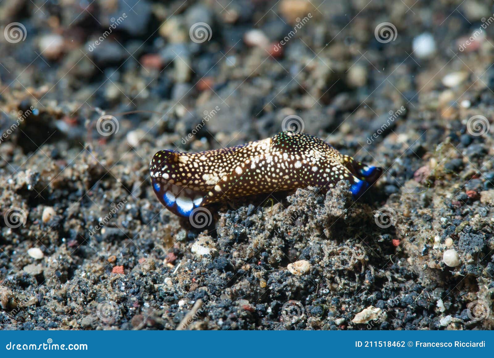 Reticulated Headshield Slug Philinopsis Reticulata Stock Photo - Image ...