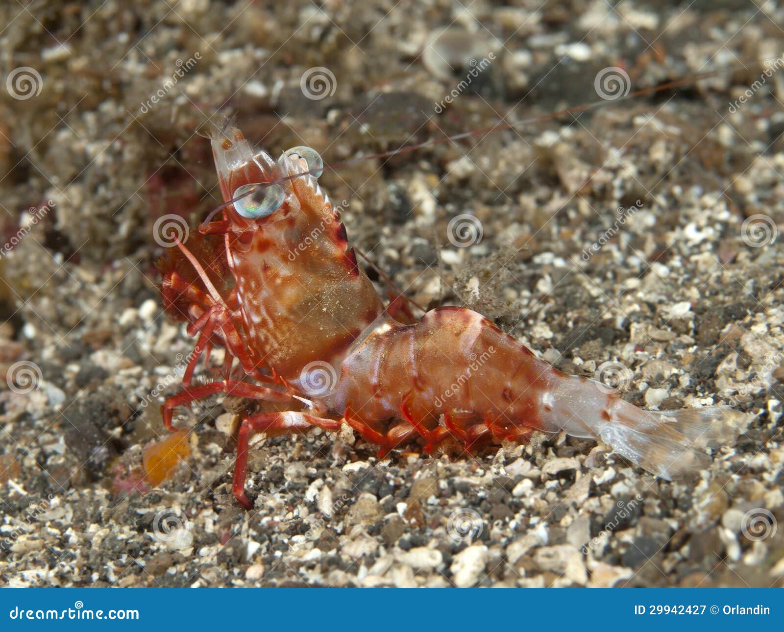 Reticulated Hinge-Beak Shrimp Stock Image - Image of underwater ...
