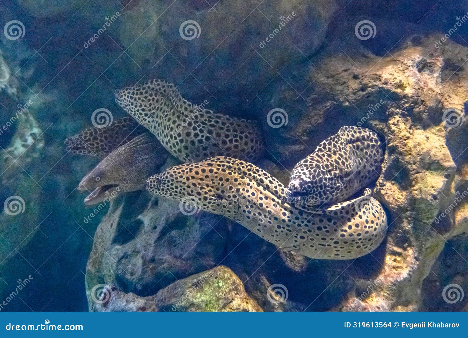 Reticulated Moray Eels Gracefully Gliding through the Sea. Stock Photo ...