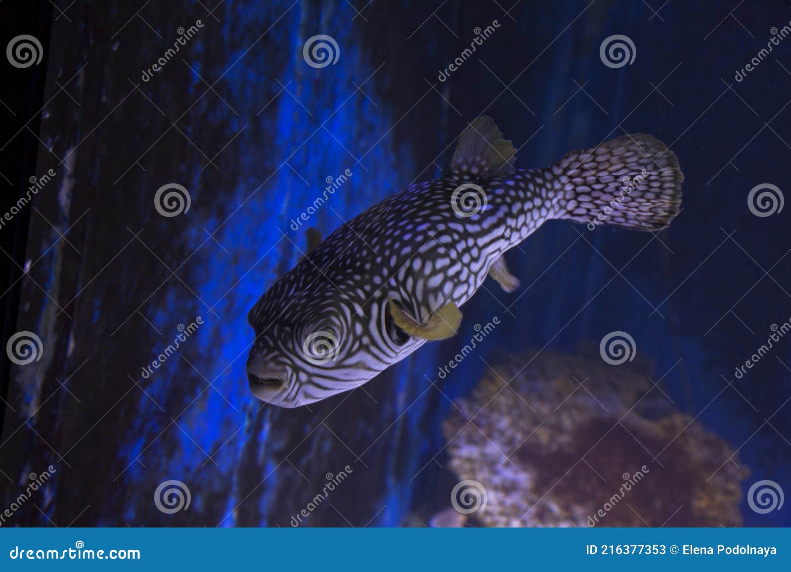 The Reticulated Pufferfish Arothron Reticularis. Stock Image - Image of ...