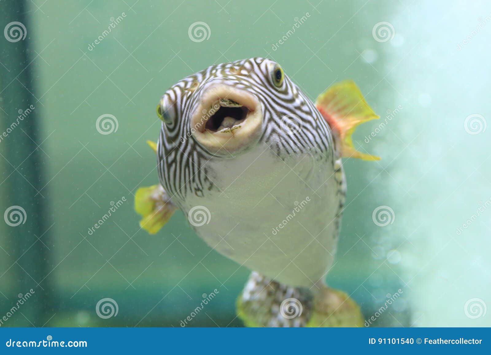 Reticulated pufferfish stock photo. Image of reticularis - 91101540