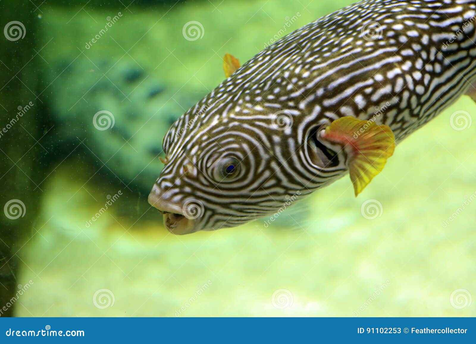 Reticulated pufferfish stock image. Image of japan, nature - 91102253