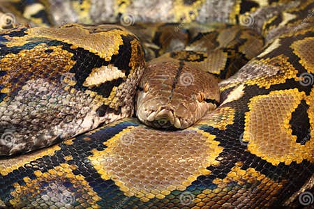 Reticulated python stock photo. Image of nature, asian - 19698852