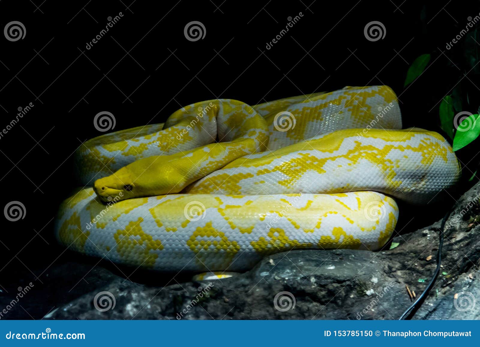 Reticulated Python Albino stock photo. Image of exotic - 153785150