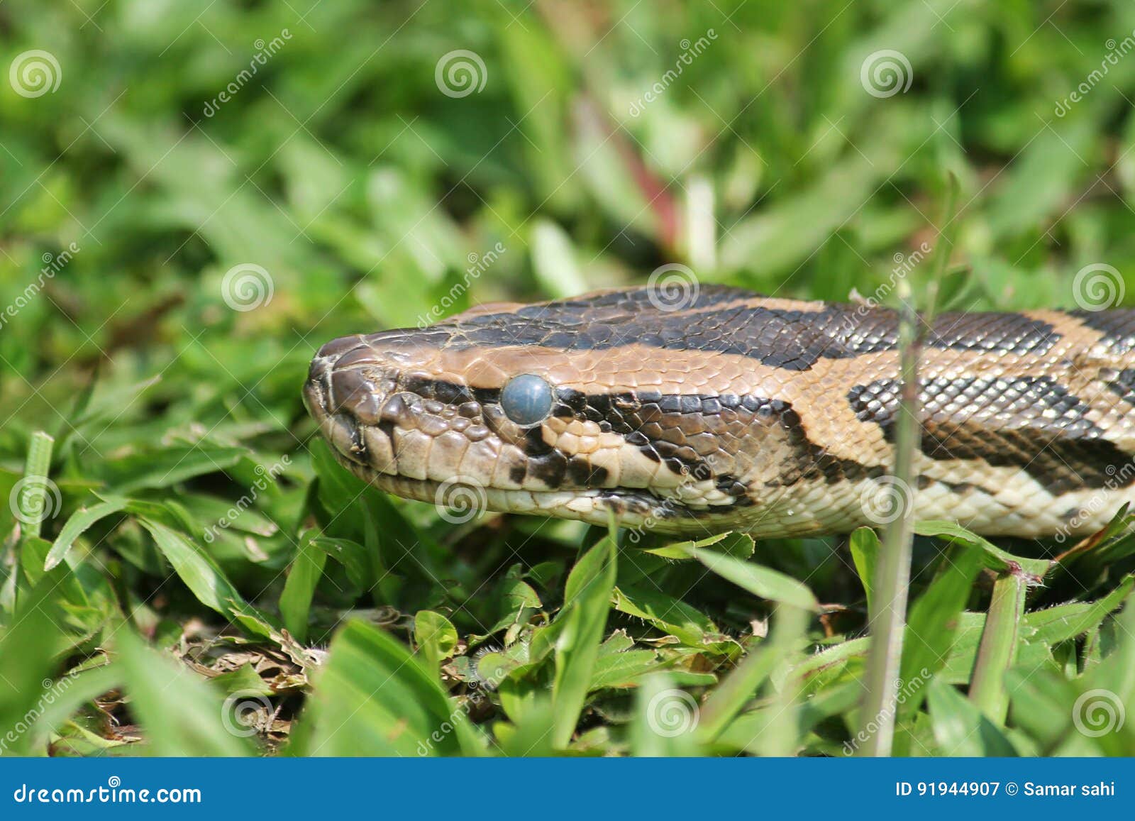 Reticulated Python stock image. Image of reptile, python - 91944907