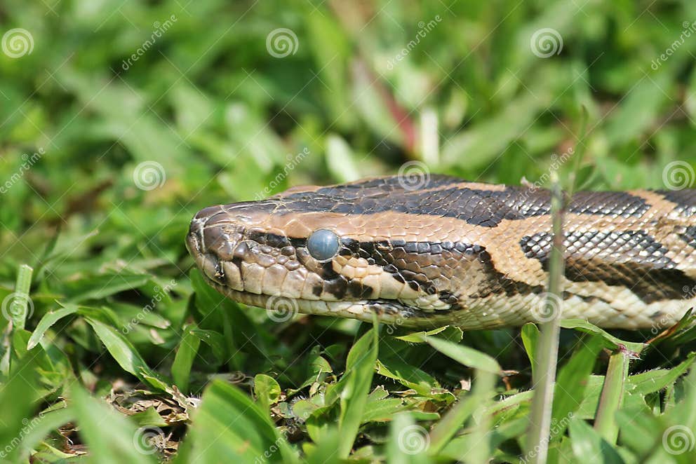 Reticulated Python stock image. Image of reptile, python - 91944907
