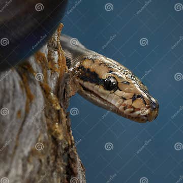 Reticulated Python on Black Background Stock Image - Image of sinister ...