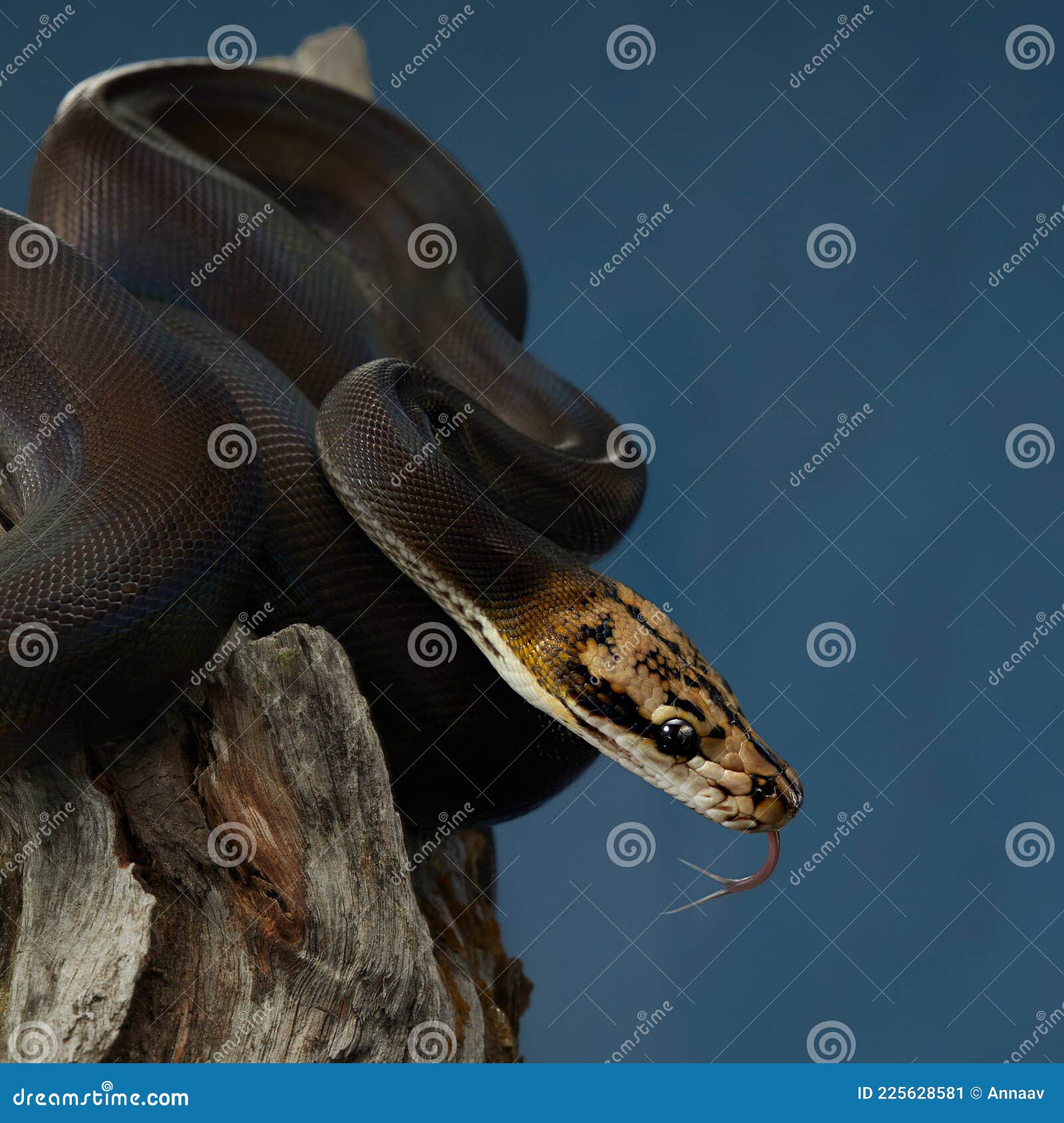 Rainbow Boa Snake Stock Photography | CartoonDealer.com #69484352