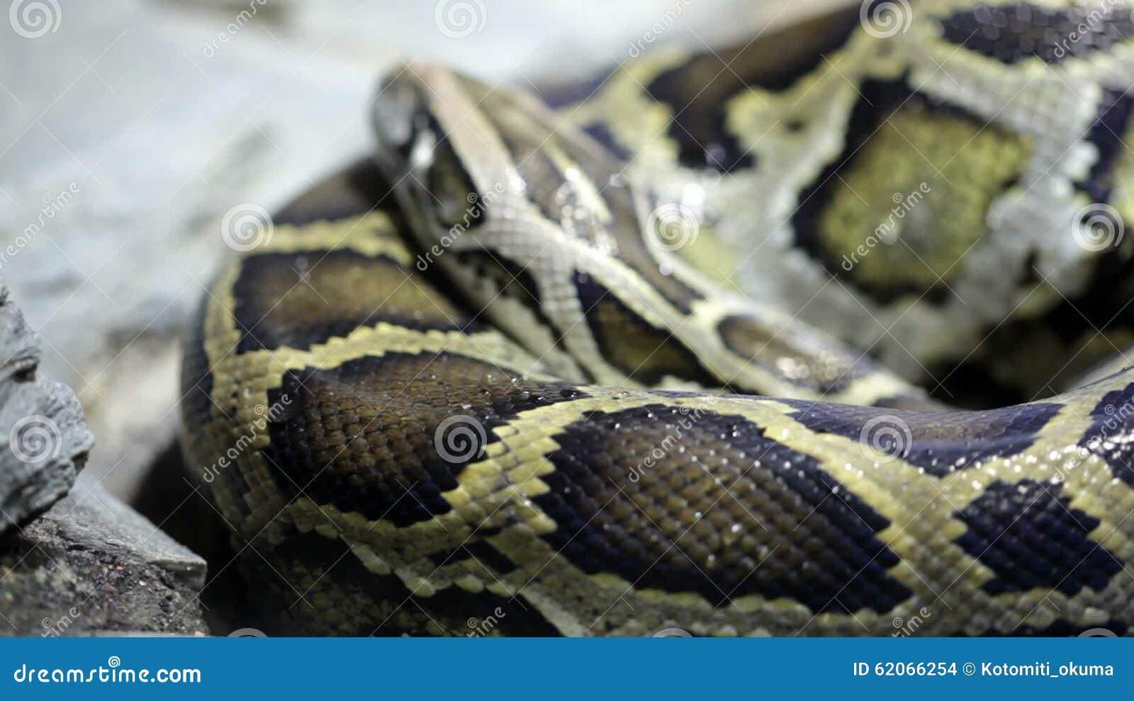Reticulated Python Close Up Stock Footage - Video of toxic, constrictor ...
