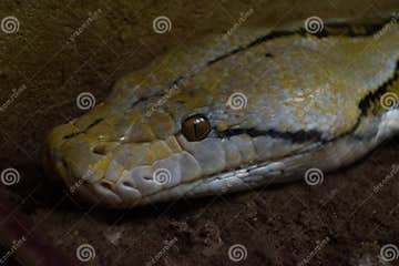 Reticulated Python Closeup Shot, Non Venomous Snake. Stock Image ...