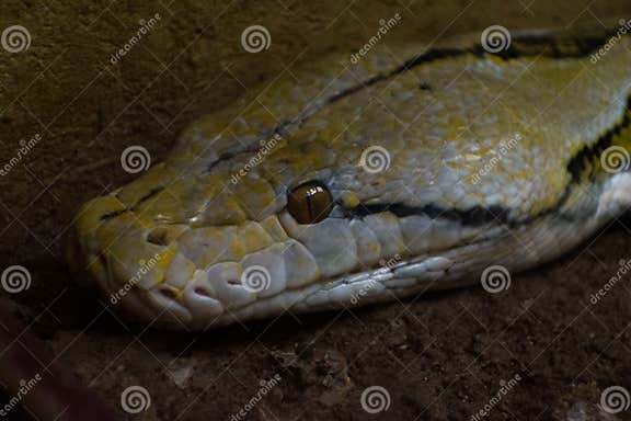 Reticulated Python Closeup Shot, Non Venomous Snake. Stock Image ...