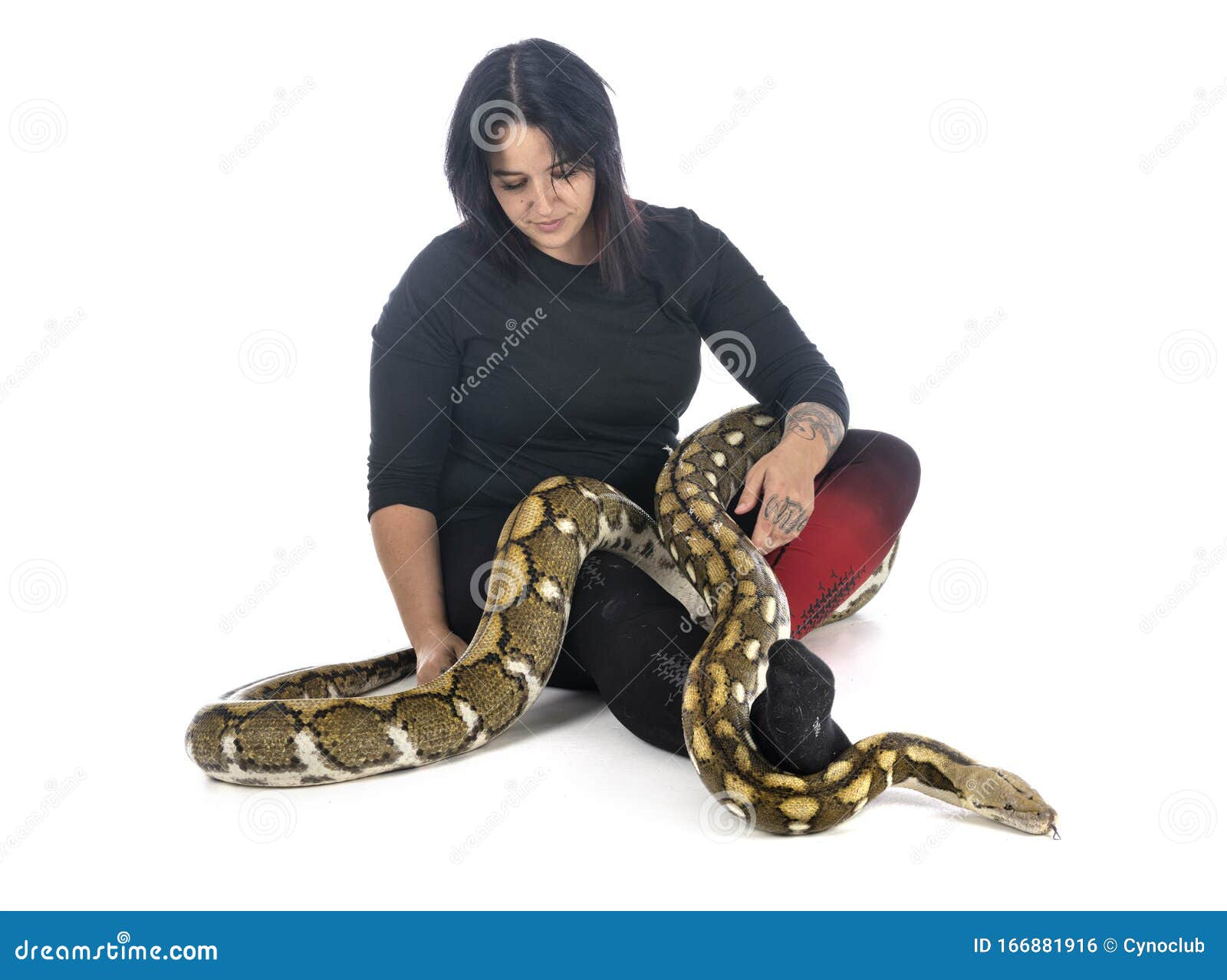 Giant Reticulated Python (Broghammerus Reticulatus Stock Photo ...
