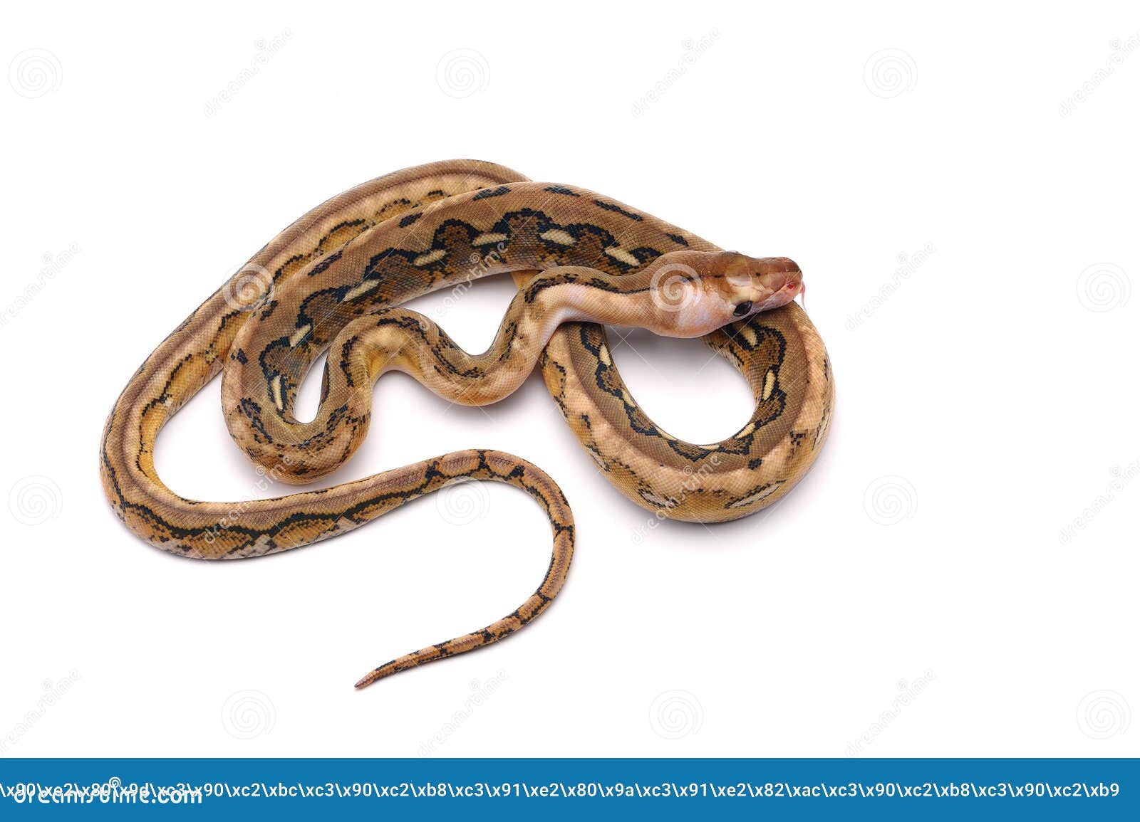 Reticulated Python Isolated on White Background Stock Photo - Image of ...