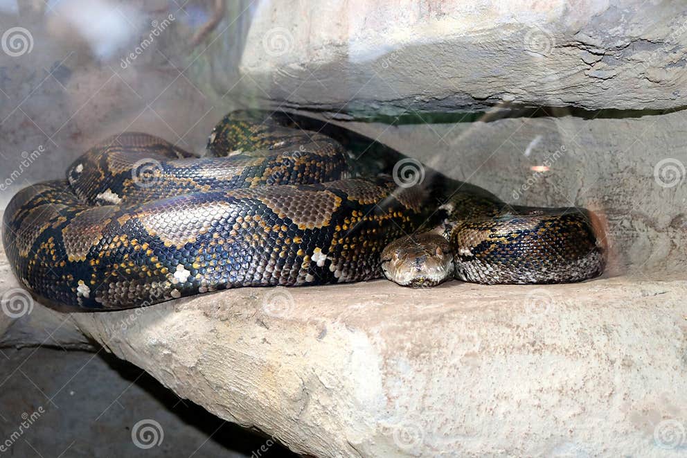 Reticulated Python (Malayopython Reticulatus) in an Enclosure in a Zoo ...