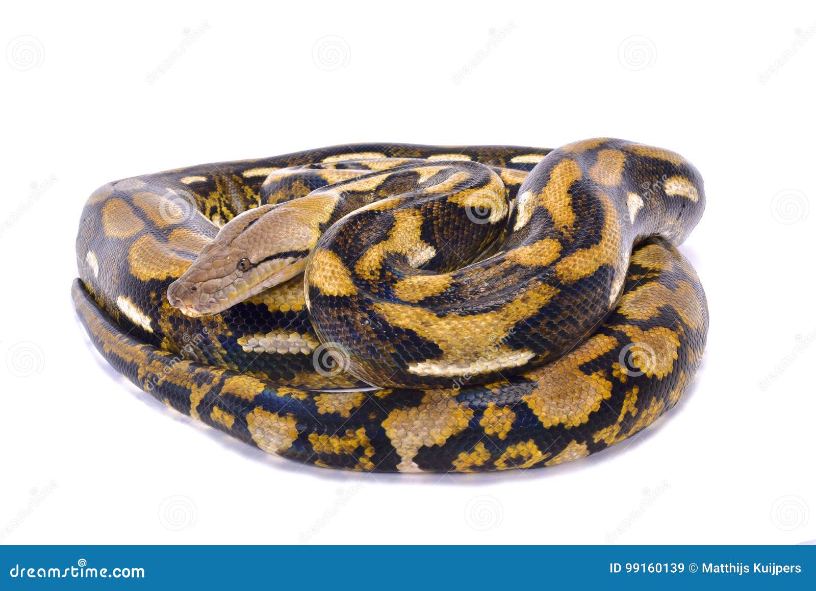 Reticulated Python, Malayopython Reticulatus Stock Image - Image of ... Reticulated Python, Malayopython Reticulatus Stock Image - Image of ...