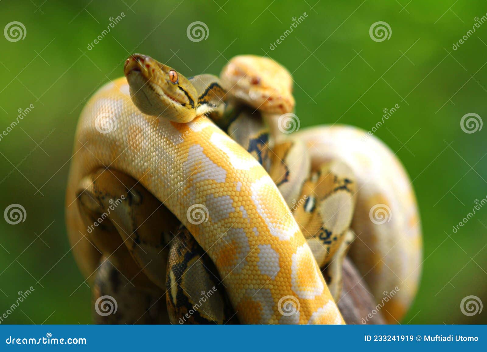 The Reticulated Python (Malayopython Reticulatus) Stock Image - Image ...