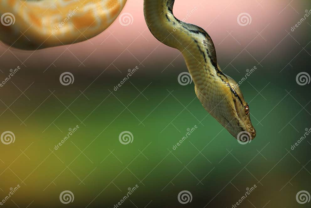 The Reticulated Python (Malayopython Reticulatus) Stock Photo - Image ...