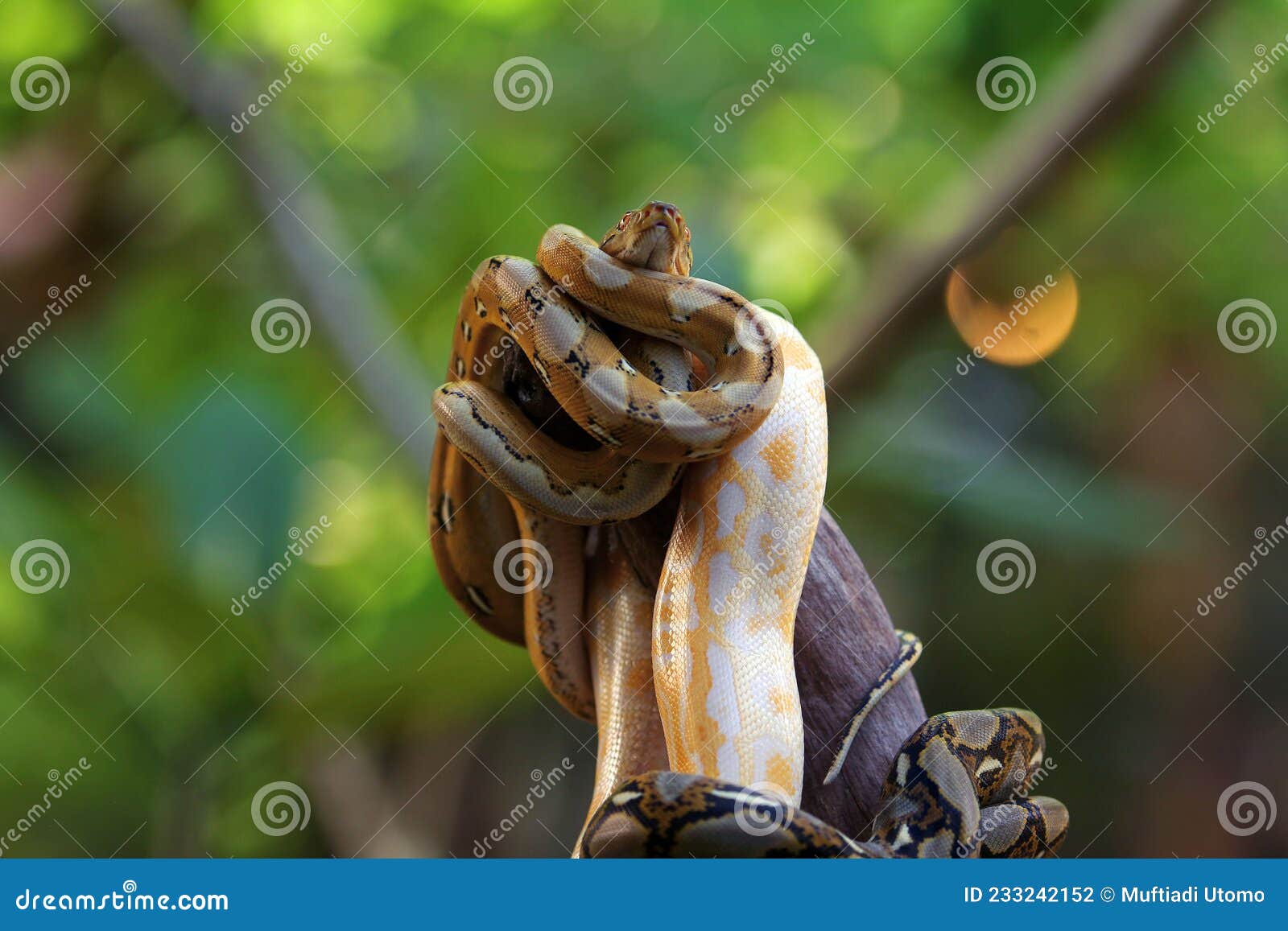 The Reticulated Python (Malayopython Reticulatus) Stock Photo - Image ...