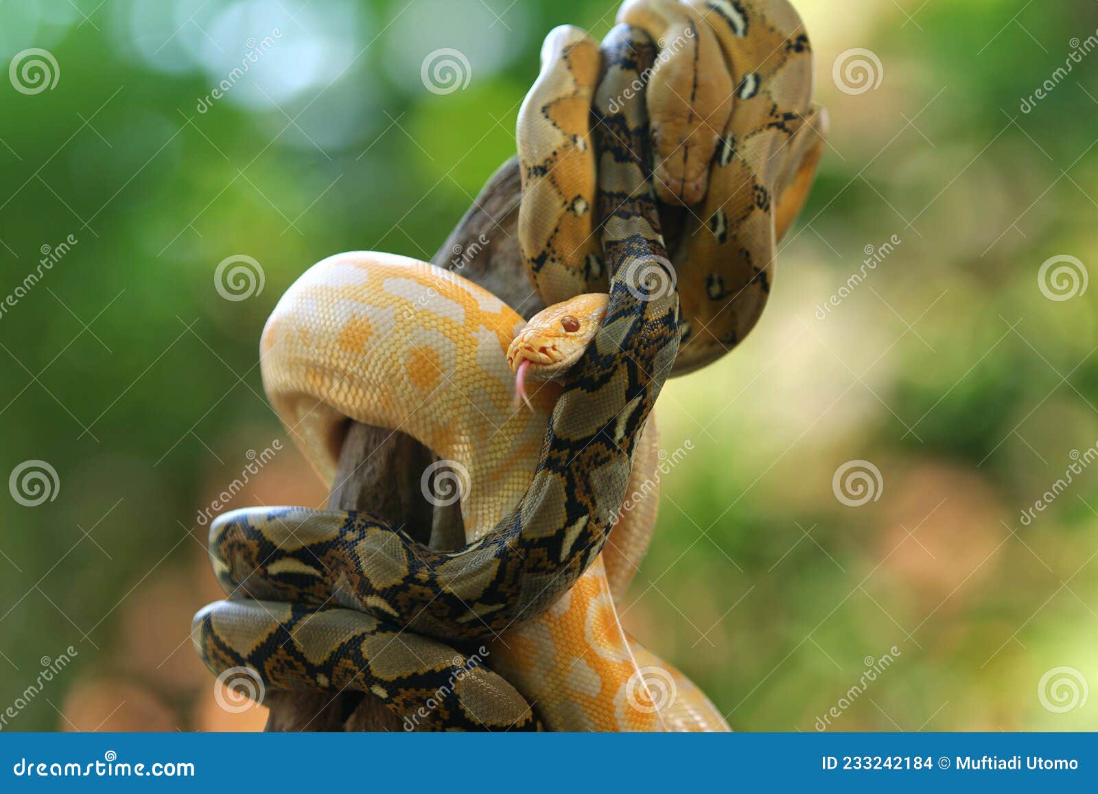 The Reticulated Python (Malayopython Reticulatus) Stock Photo - Image ...