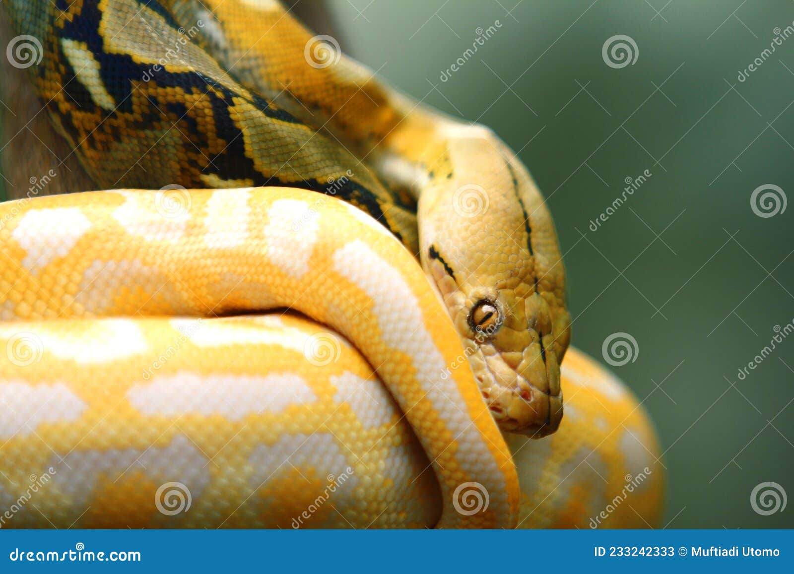 The Reticulated Python (Malayopython Reticulatus) Stock Image - Image ...