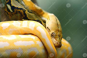 The Reticulated Python (Malayopython Reticulatus) Stock Image - Image ...