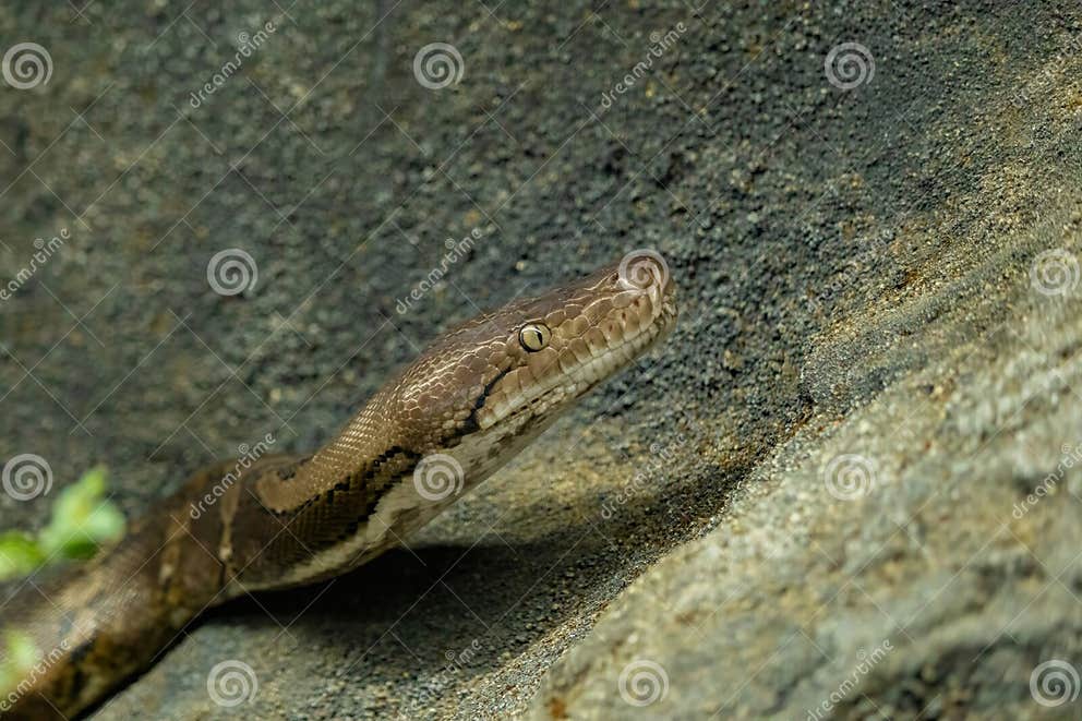 Reticulated Python (Malayopython Reticulatus) Stock Photo - Image of ...