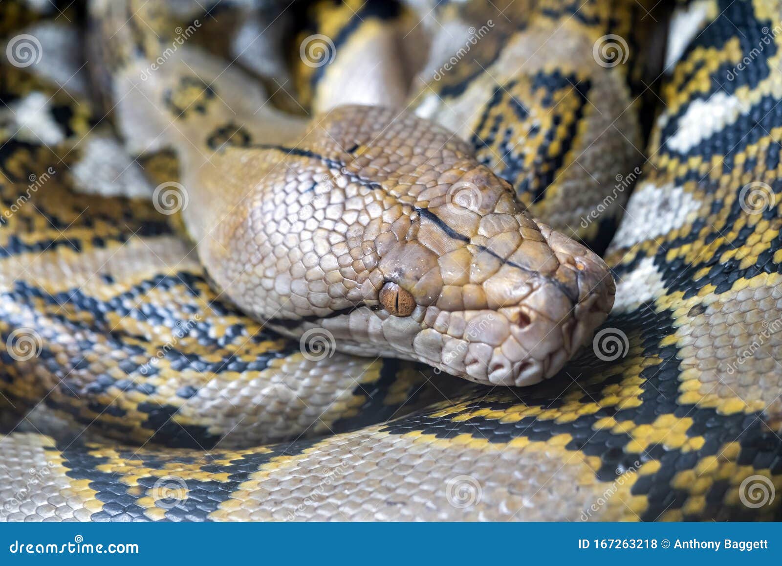 Reticulated Python Malayopython Reticulatus Stock Photo - Image of ...