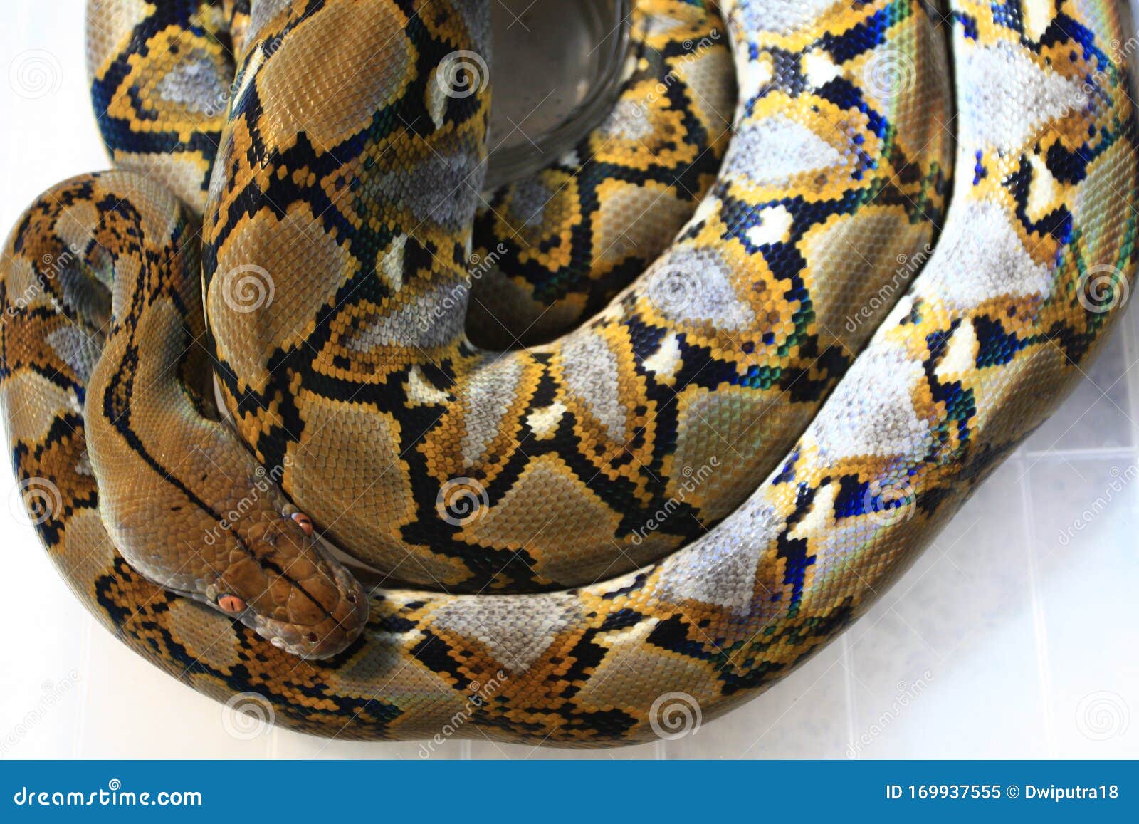 Reticulated Python Python Reticulatus Stock Image - Image of nature ...