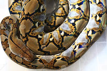 Reticulated Python Python Reticulatus Stock Image - Image of nature ...