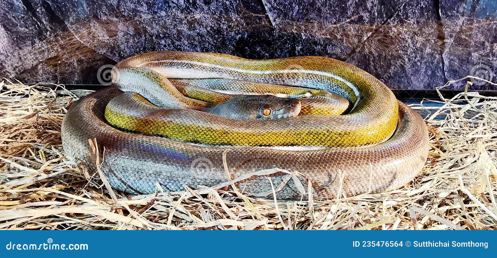 Reticulated Python (Python Reticulatus) Curled Up on the Straw. Stock ... Reticulated Python (Python Reticulatus) Curled Up on the Straw. Stock ...