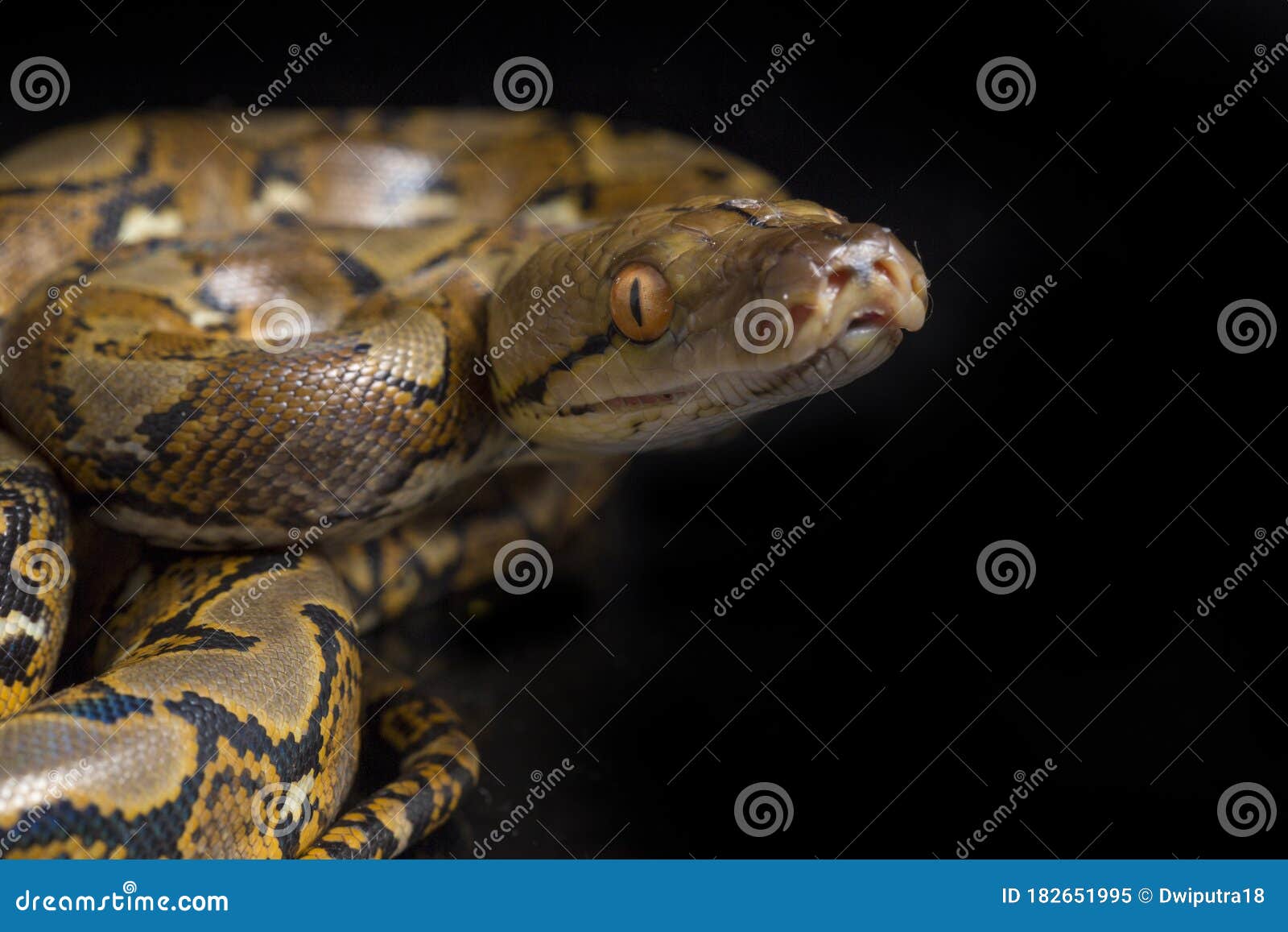 Reticulated Python Python Reticulatus Isolated on Black Stock Image ...