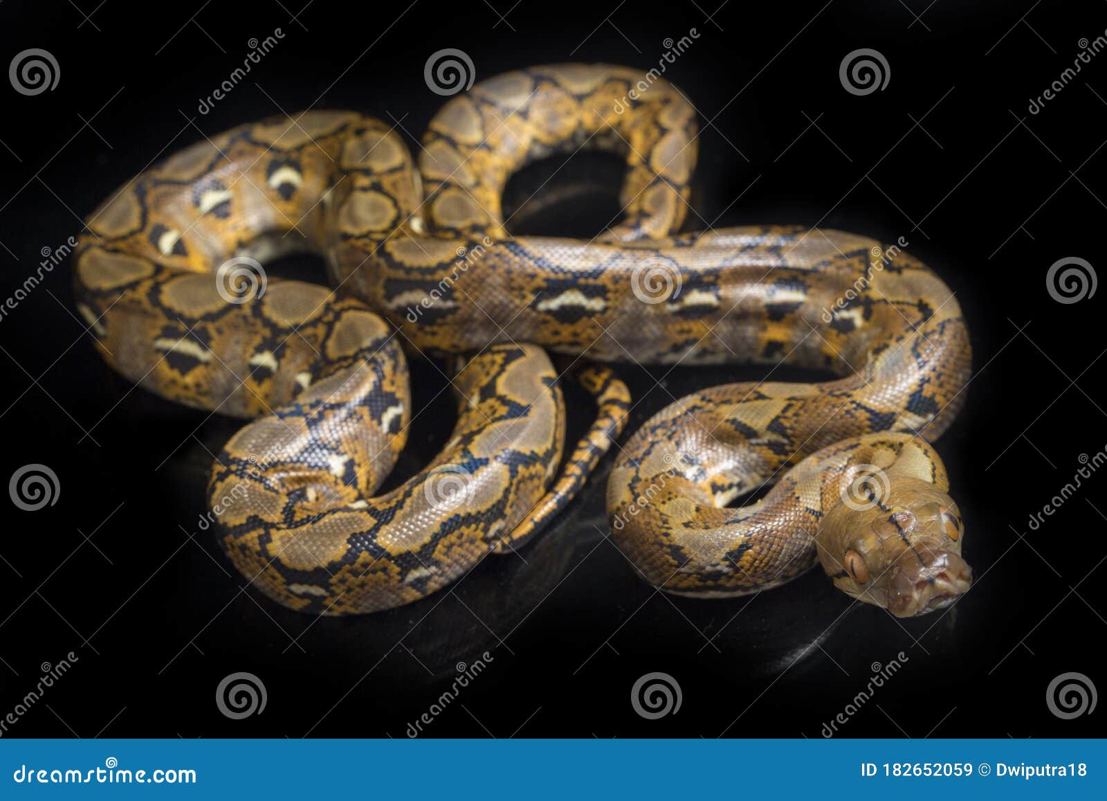 Reticulated Python Python Reticulatus Isolated On Black Stock Image ...