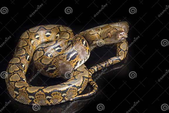 Reticulated Python Python Reticulatus Isolated on Black Stock Photo ...