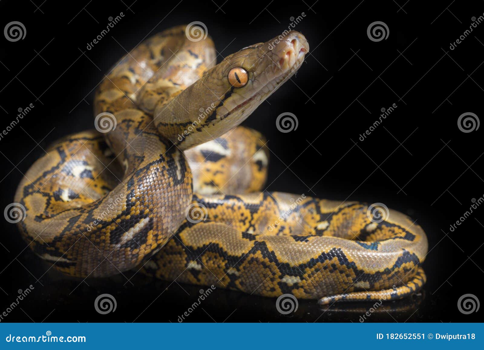 Reticulated Python Python Reticulatus Isolated on Black Stock Image ...