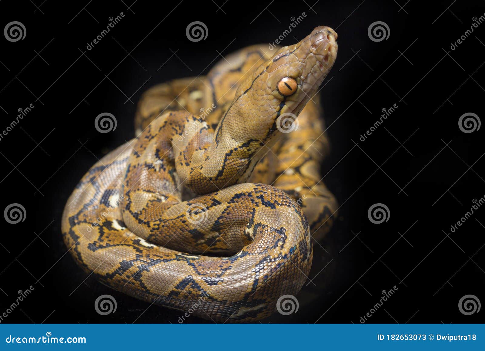 Reticulated Python Python Reticulatus Isolated on Black Stock Image ...