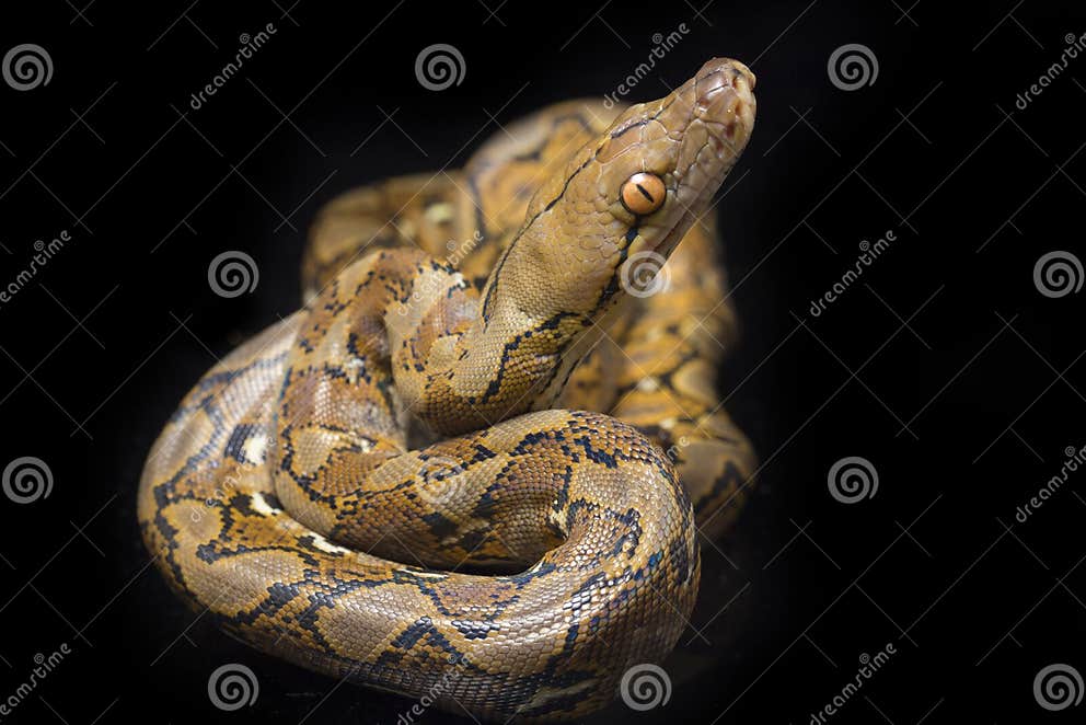 Reticulated Python Python Reticulatus Isolated on Black Stock Image ...