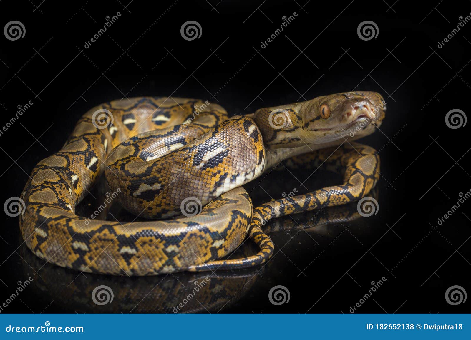 Reticulated Python Python Reticulatus Isolated On Black Stock Photo ...