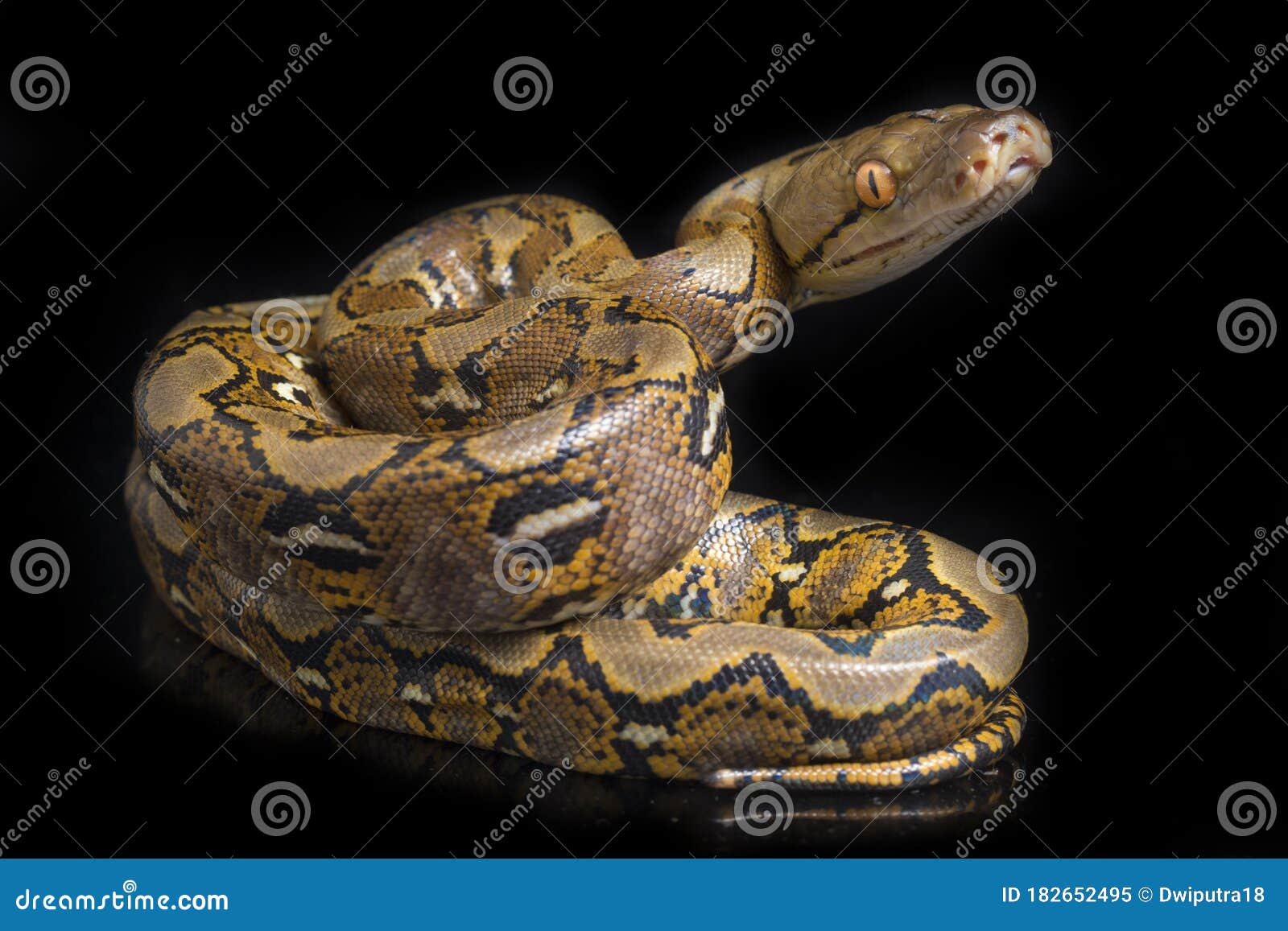 Reticulated Python Python Reticulatus Isolated on Black Stock Image ...
