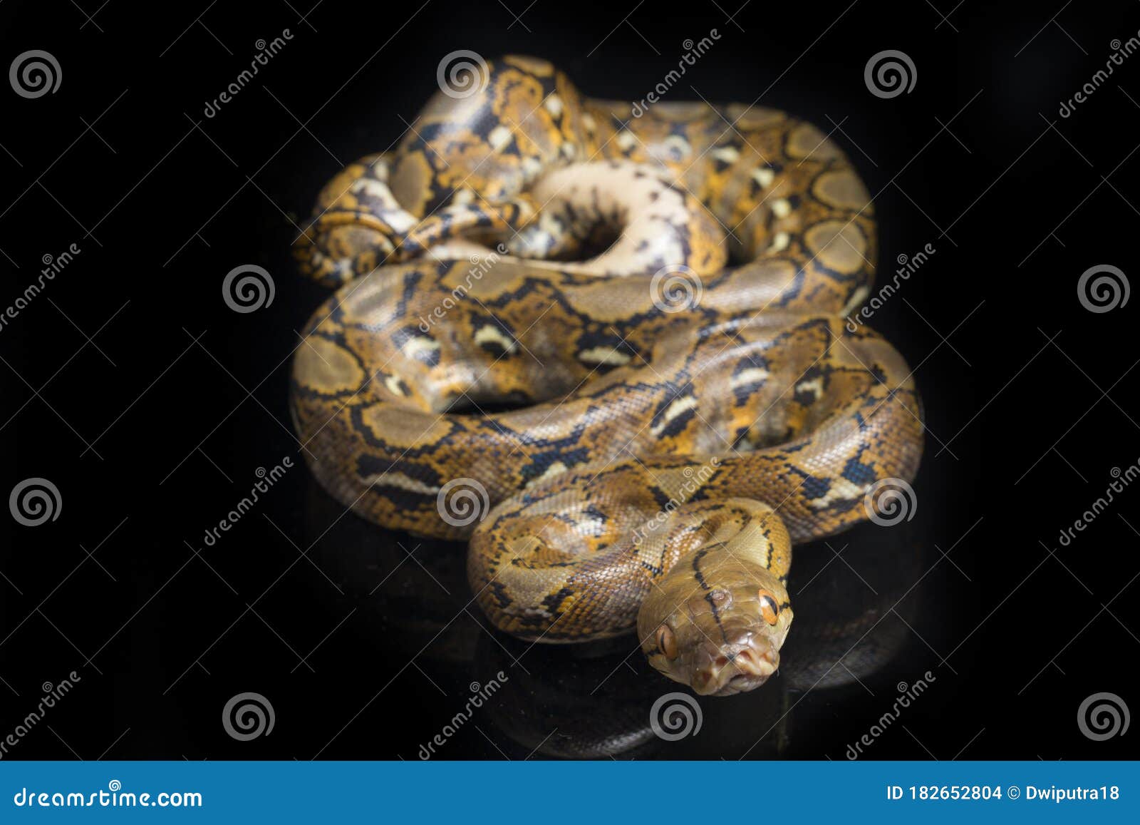 Reticulated Python Python Reticulatus Isolated on Black Stock Photo ...