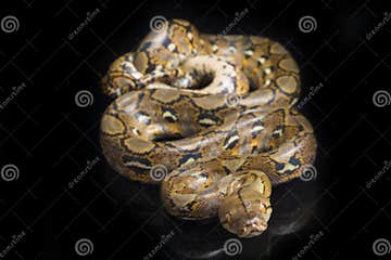 Reticulated Python Python Reticulatus Isolated on Black Stock Photo ...