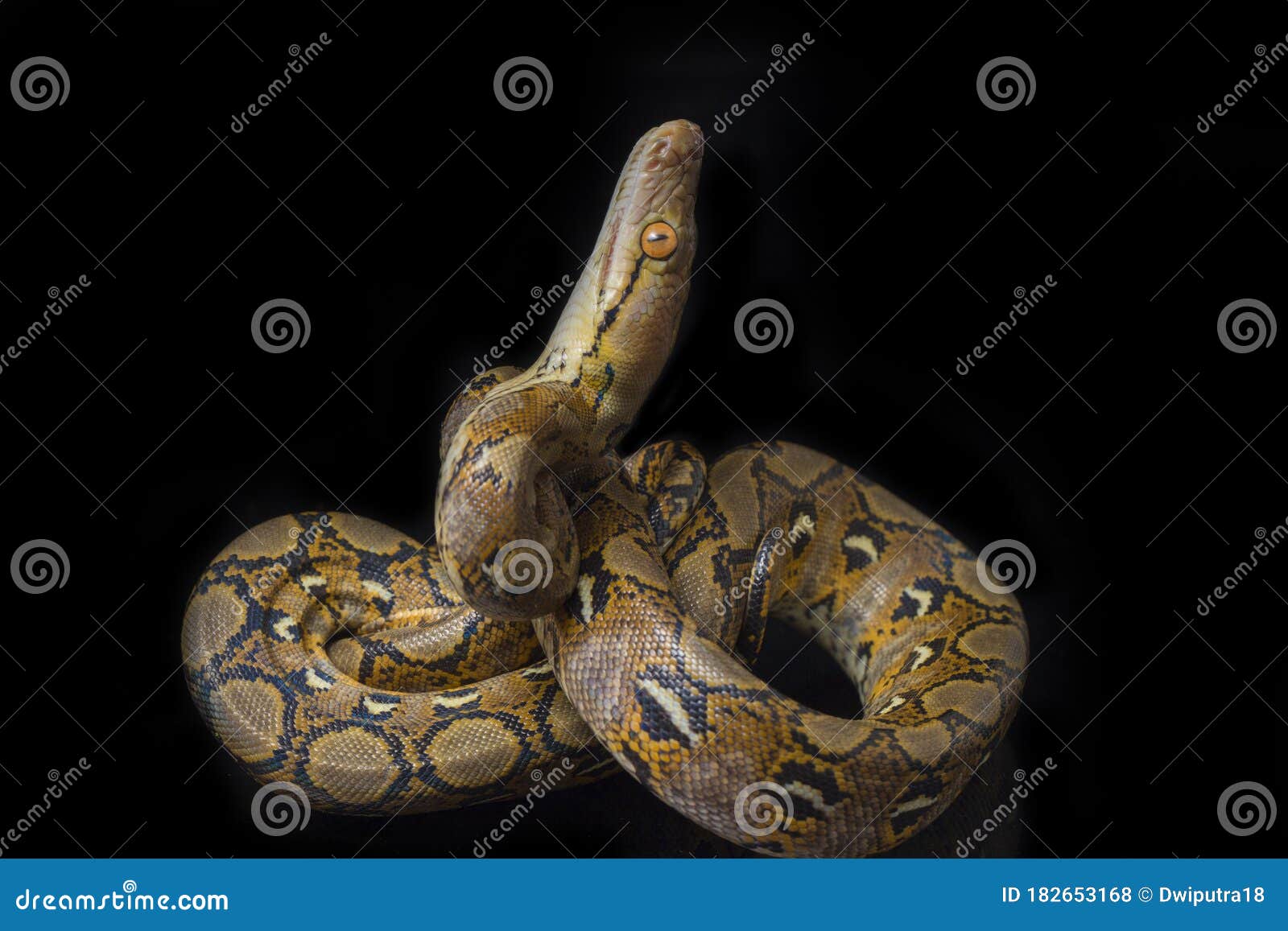 Reticulated Python Python Reticulatus Isolated on Black Stock Photo ...
