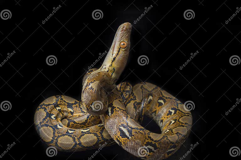 Reticulated Python Python Reticulatus Isolated on Black Stock Photo ...