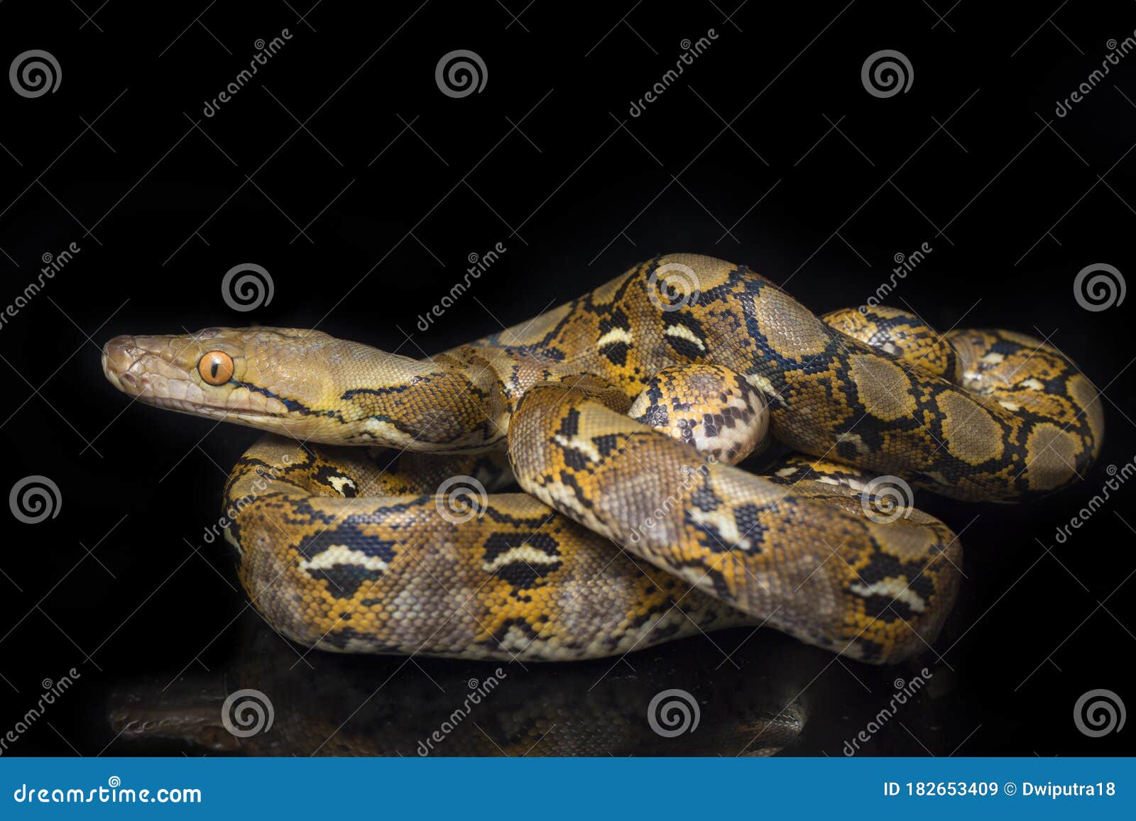 Reticulated Python Python Reticulatus Isolated on Black Stock Image ...