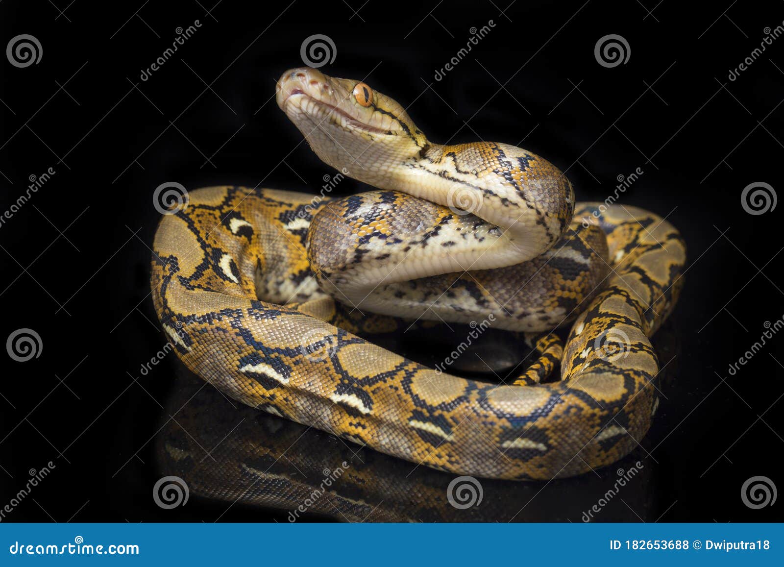 Reticulated Python Python Reticulatus Isolated on Black Stock Photo ...