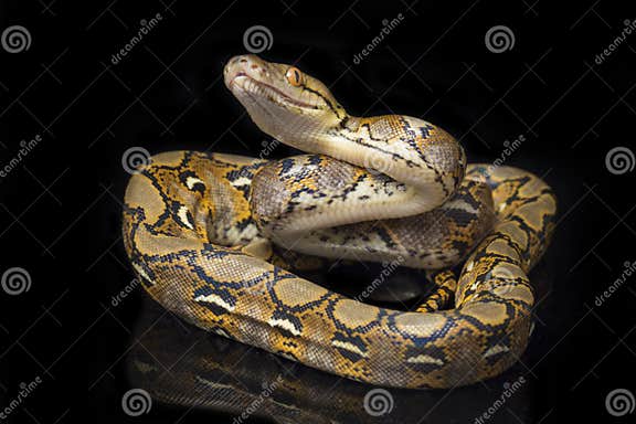 Reticulated Python Python Reticulatus Isolated on Black Stock Photo ...