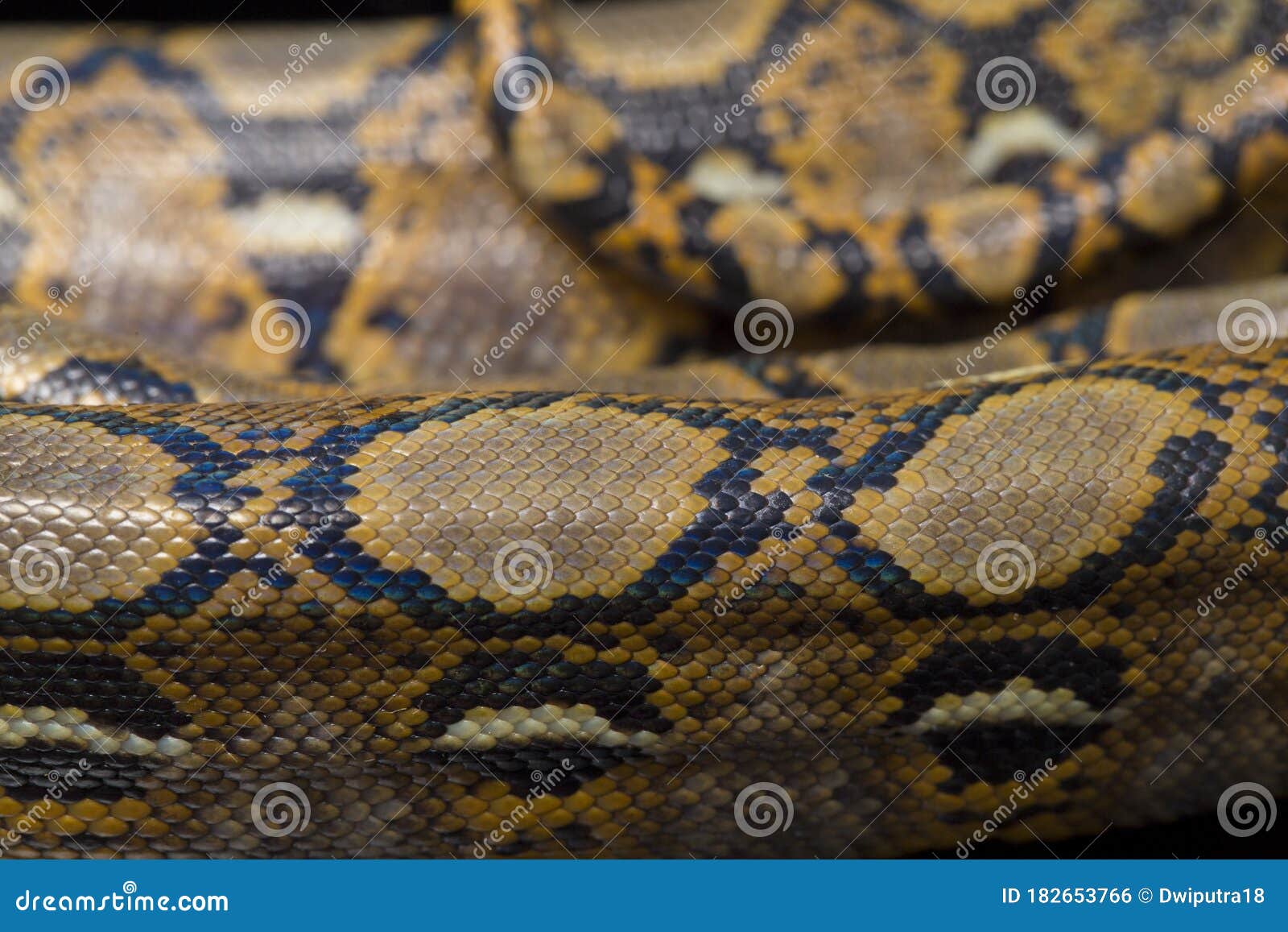 Reticulated Python Python Reticulatus Isolated on Black Stock Photo ...