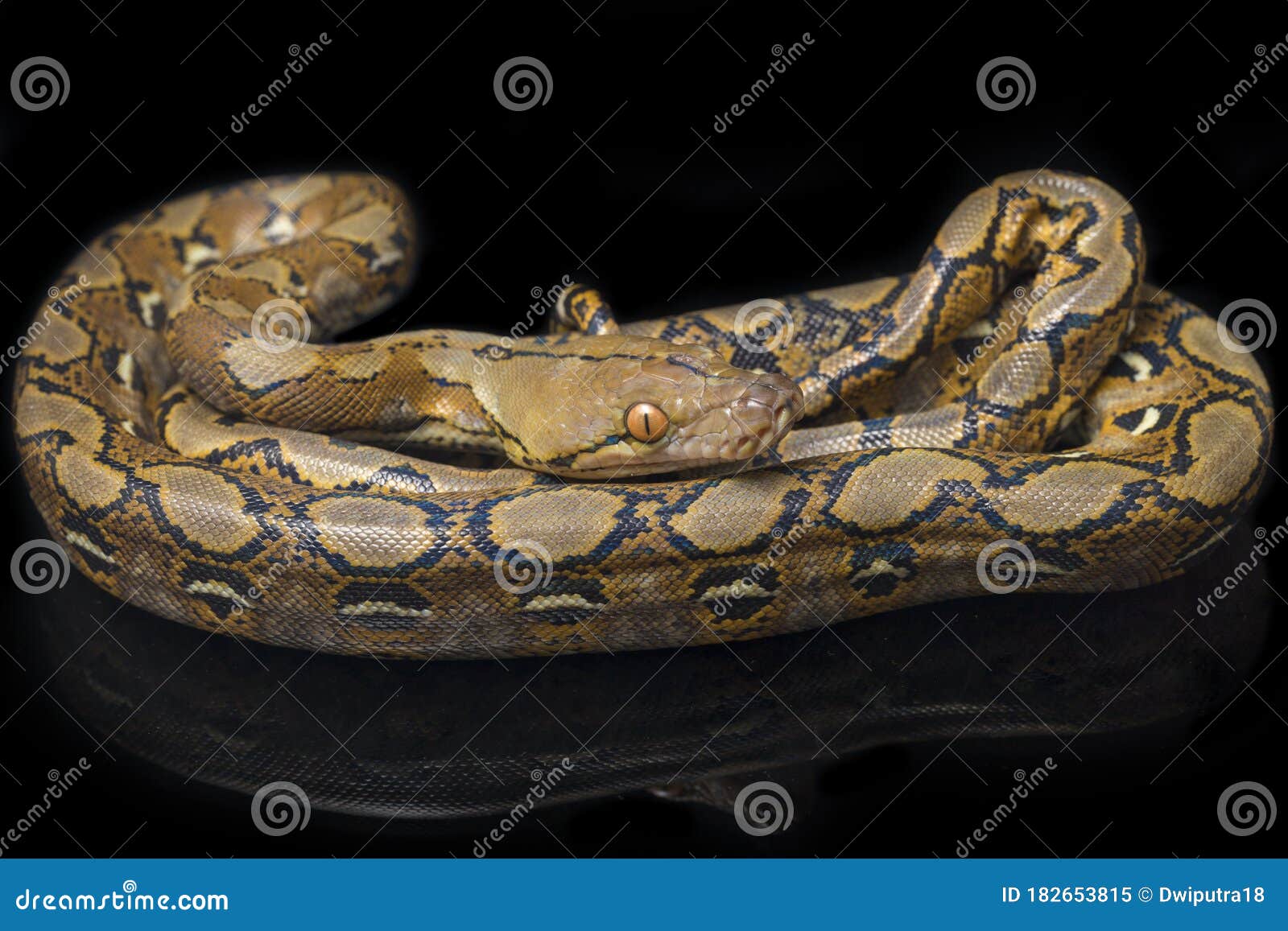 Reticulated Python Python Reticulatus Isolated on Black Stock Image ...